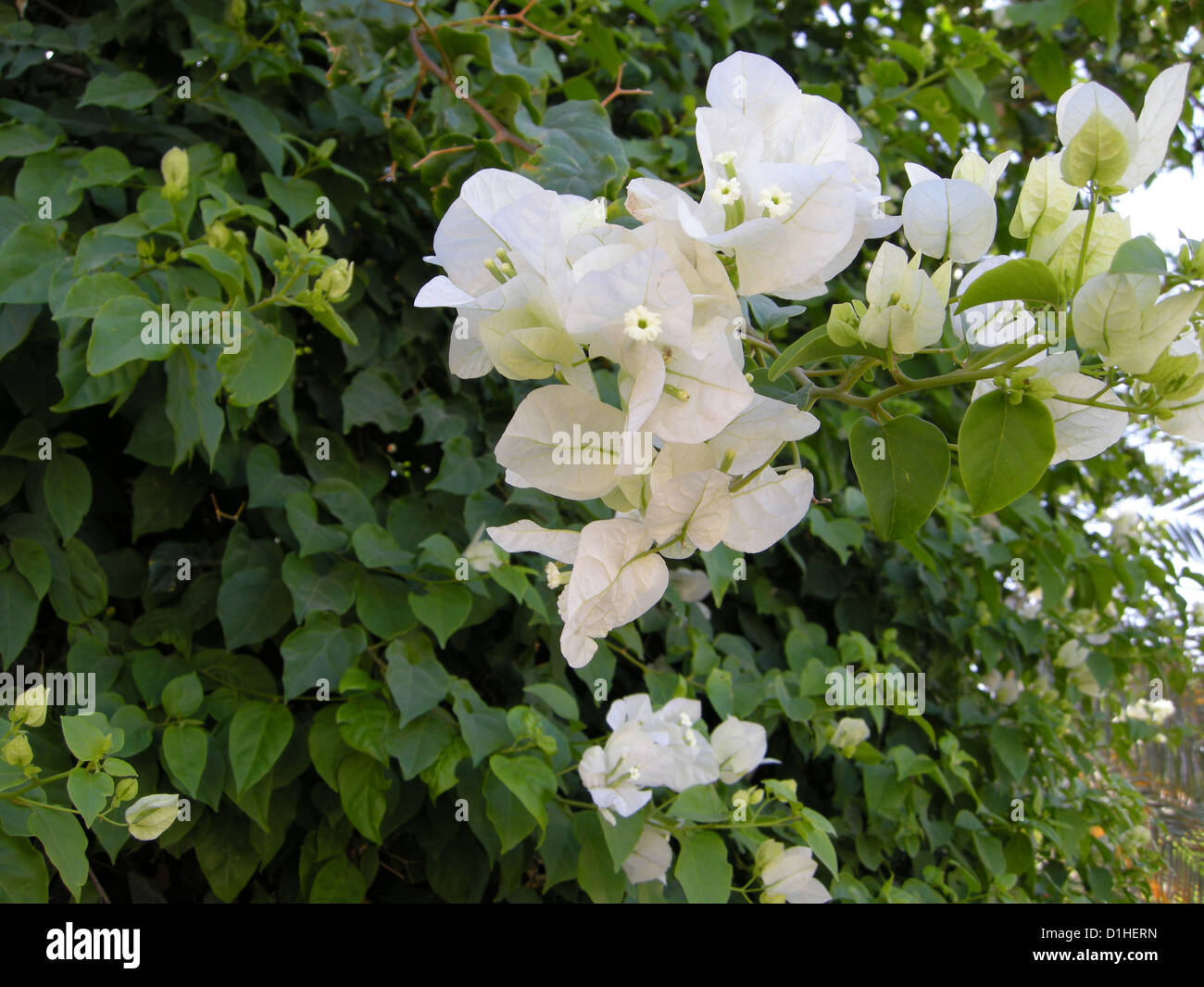 Bougainvillea (B. spectabilis Stock Photo - Alamy