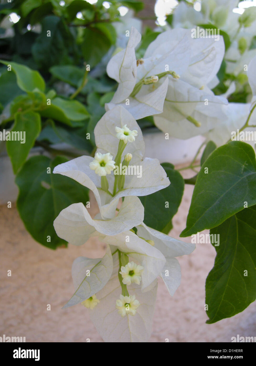 Bougainvillea (B. spectabilis Stock Photo - Alamy