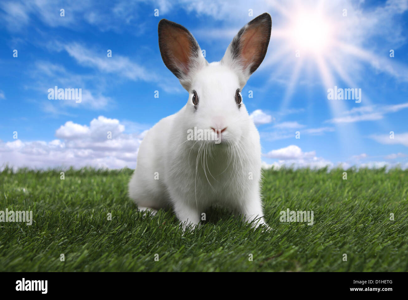 Adorable White Bunny Rabbit Outdoors in Grass Stock Photo - Alamy