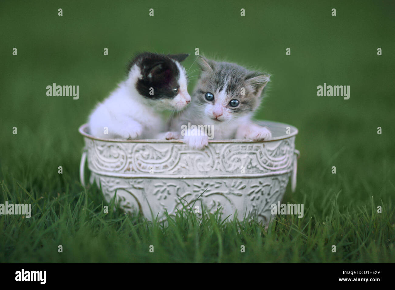 Adorable Sweet Baby Kitten Stock Photo - Alamy