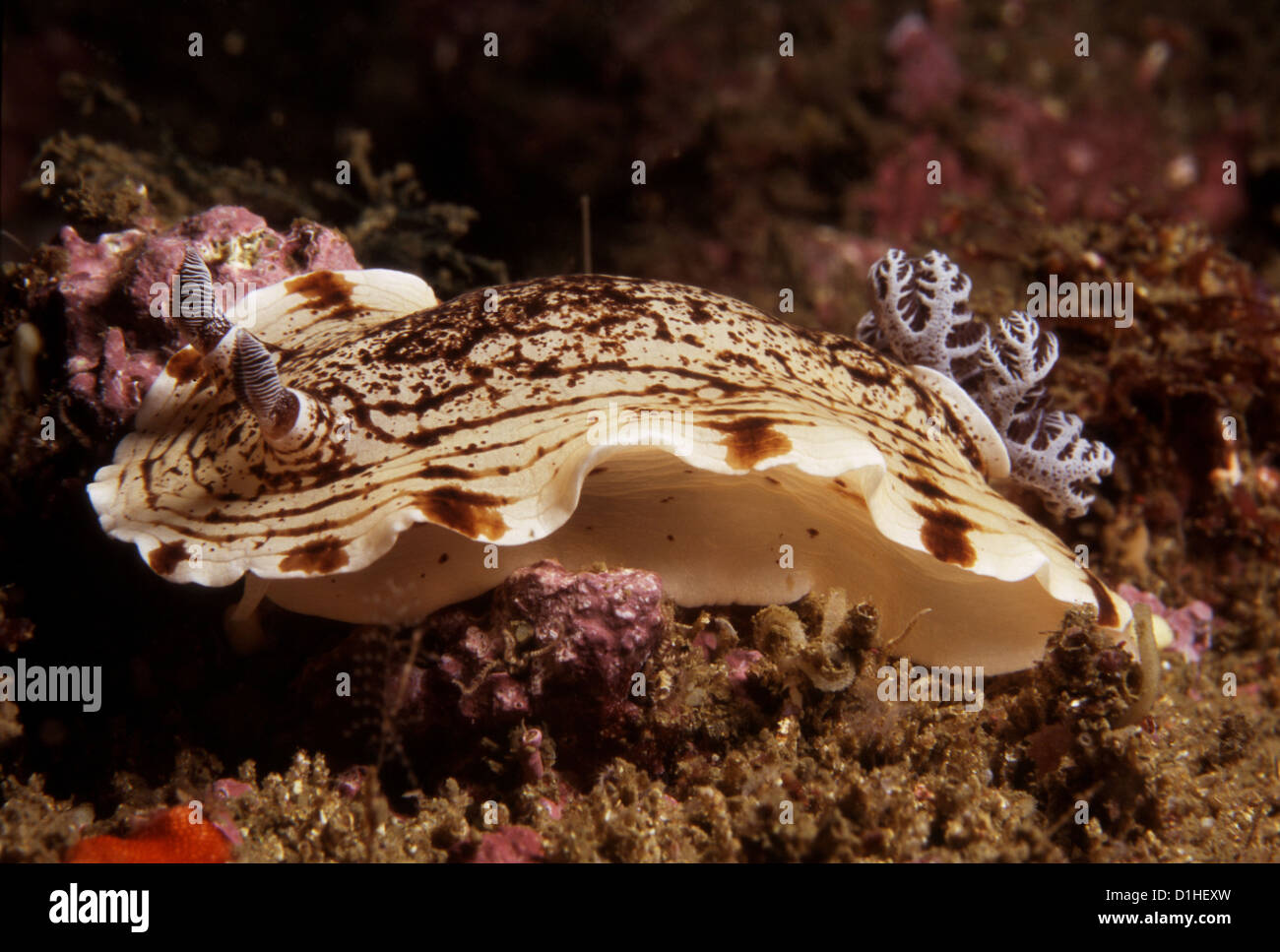 Sea slug australia hi-res stock photography and images - Alamy