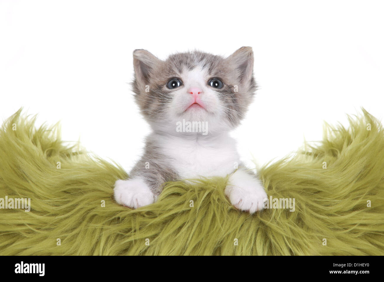Adorable Sweet Baby Kitten Stock Photo - Alamy