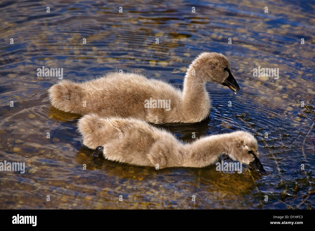 Cygnet australia hi-res stock photography and images - Alamy