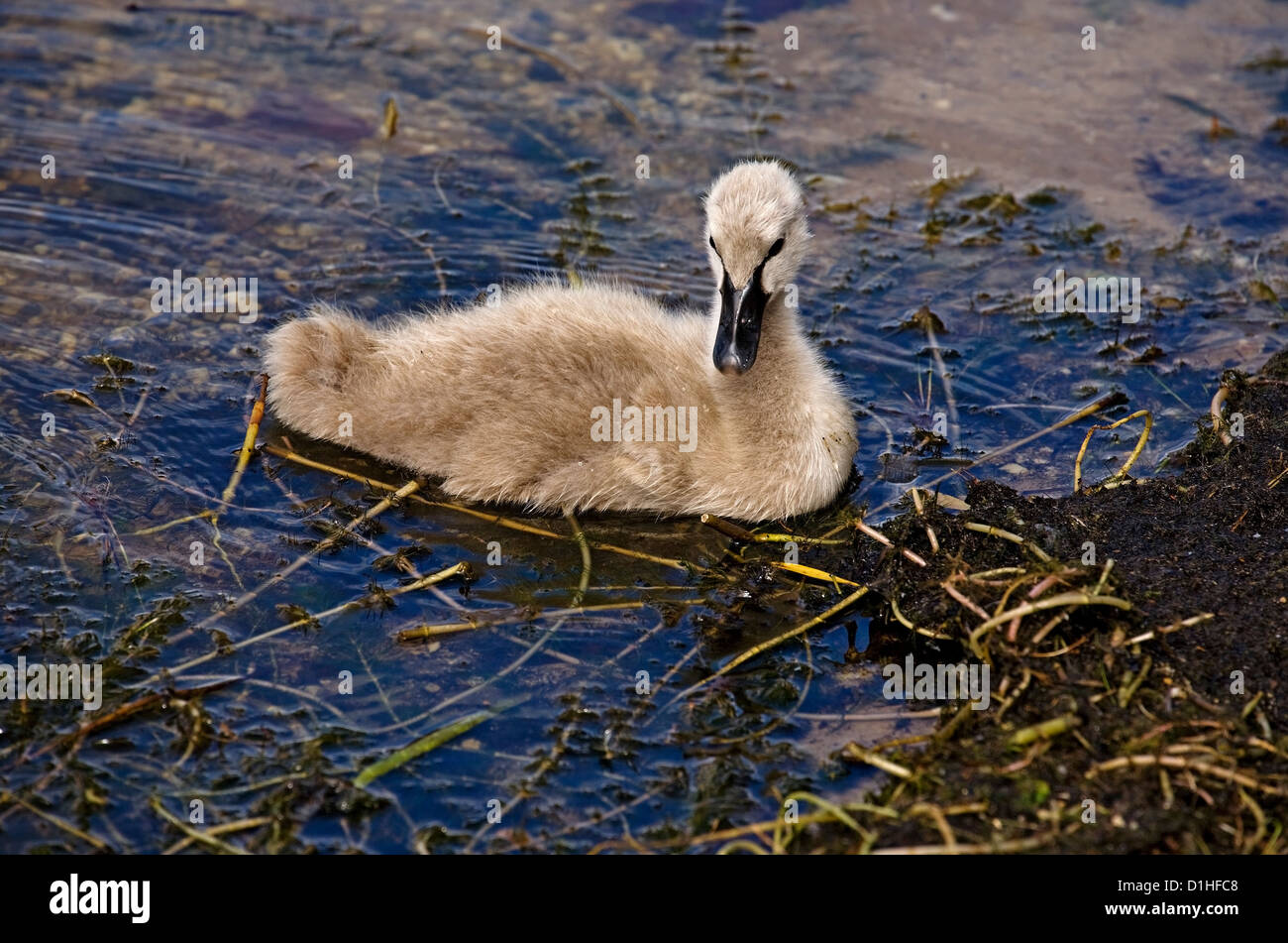 Ballarat Australia / A Cygnet on Lake Wendouree in Ballarat Victoria ...