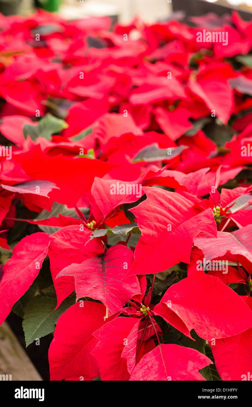 Colourful Bract High Resolution Stock Photography and Images - Alamy