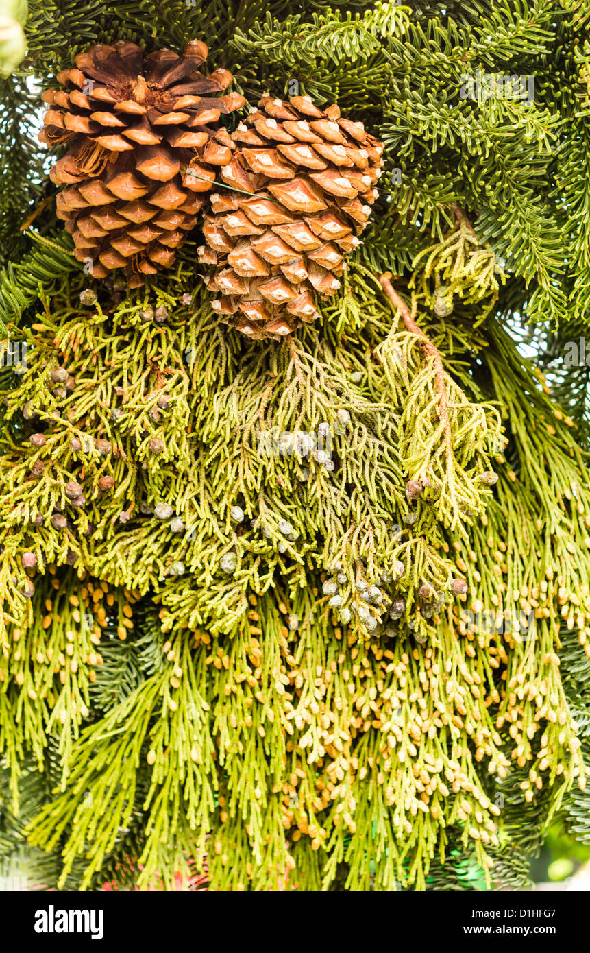 An evergreen decoration with juniper cedar and pine cones Stock Photo ...