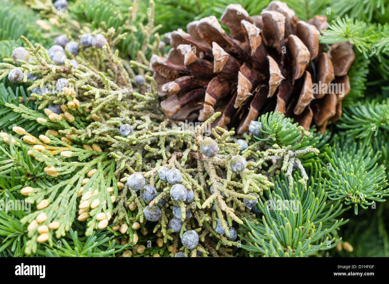 An evergreen decoration with juniper cedar and pine cones Stock Photo ...
