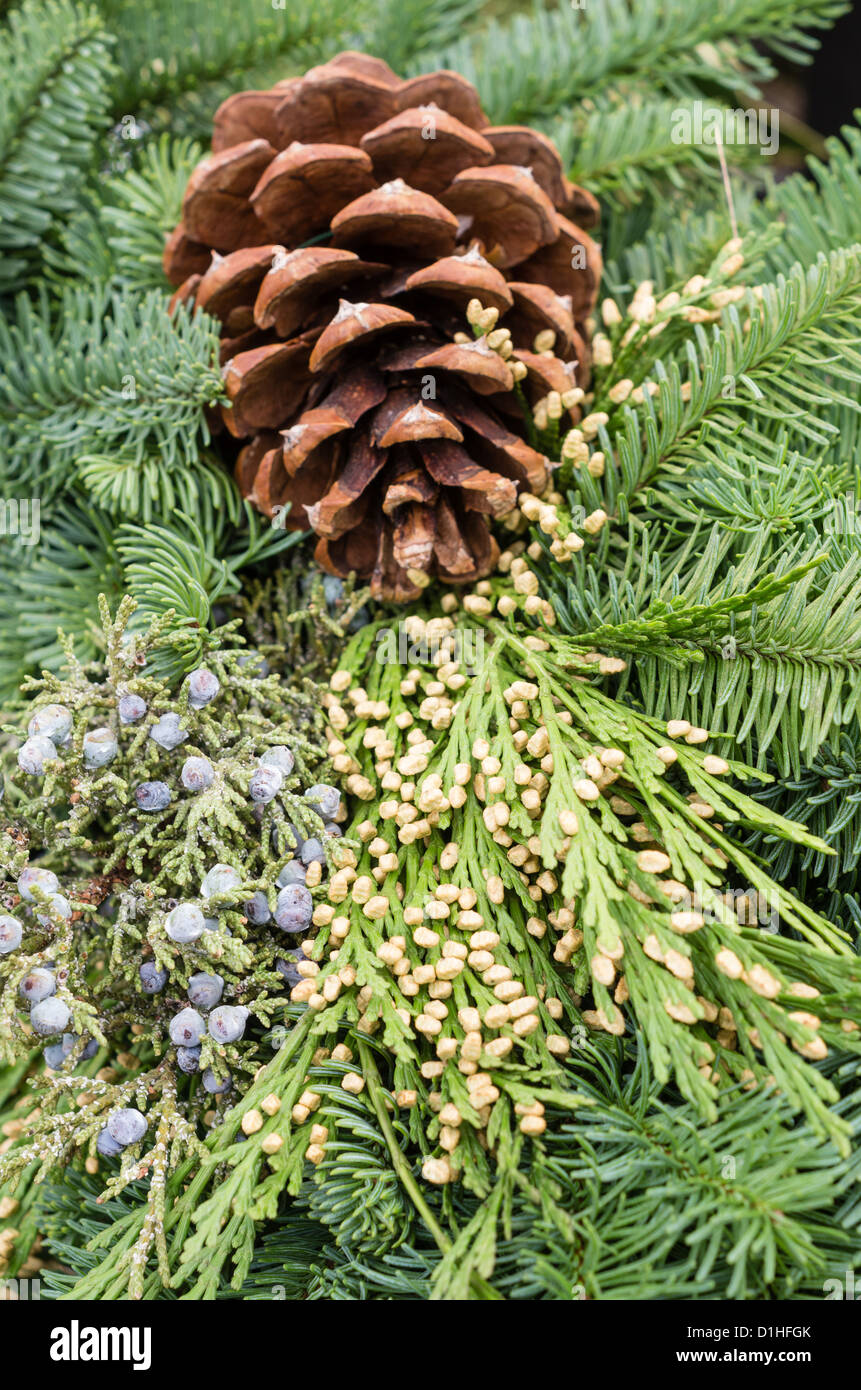 An evergreen decoration with juniper cedar and pine cones Stock Photo ...