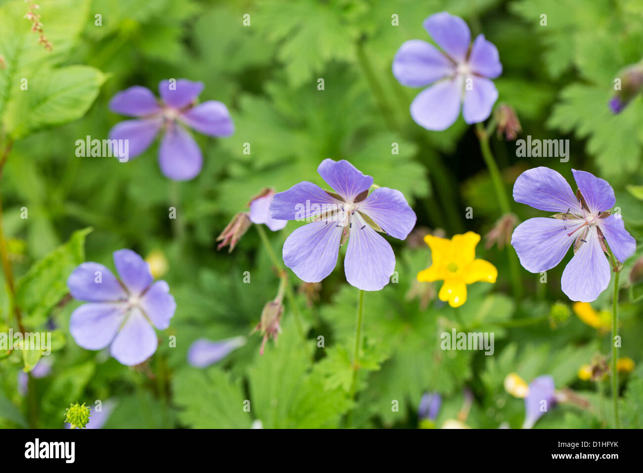 Trueness To Nature Floral Design Definition at Tamara Wickline blog