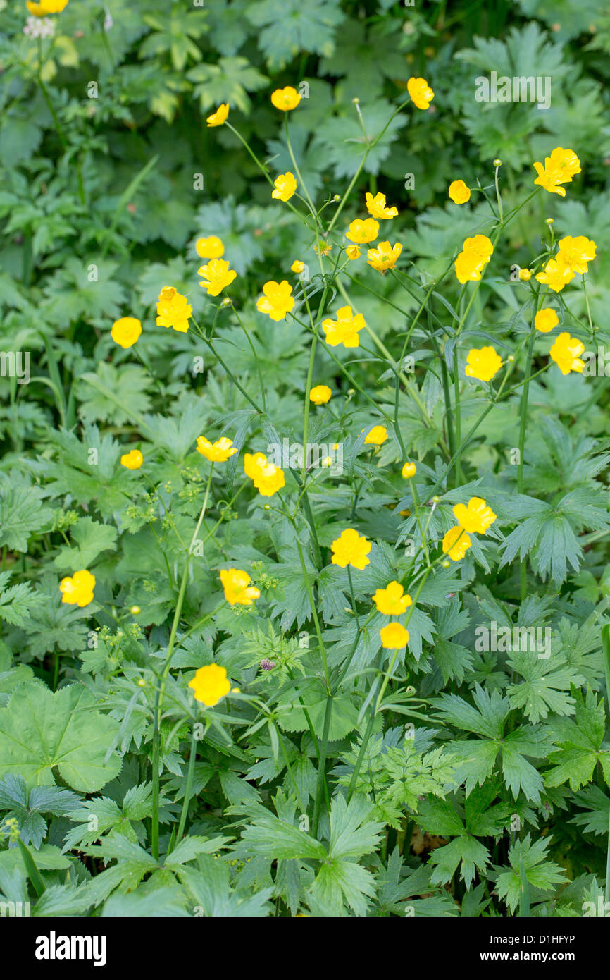 Beautiful flower field on nature Floral design Stock Photo - Alamy