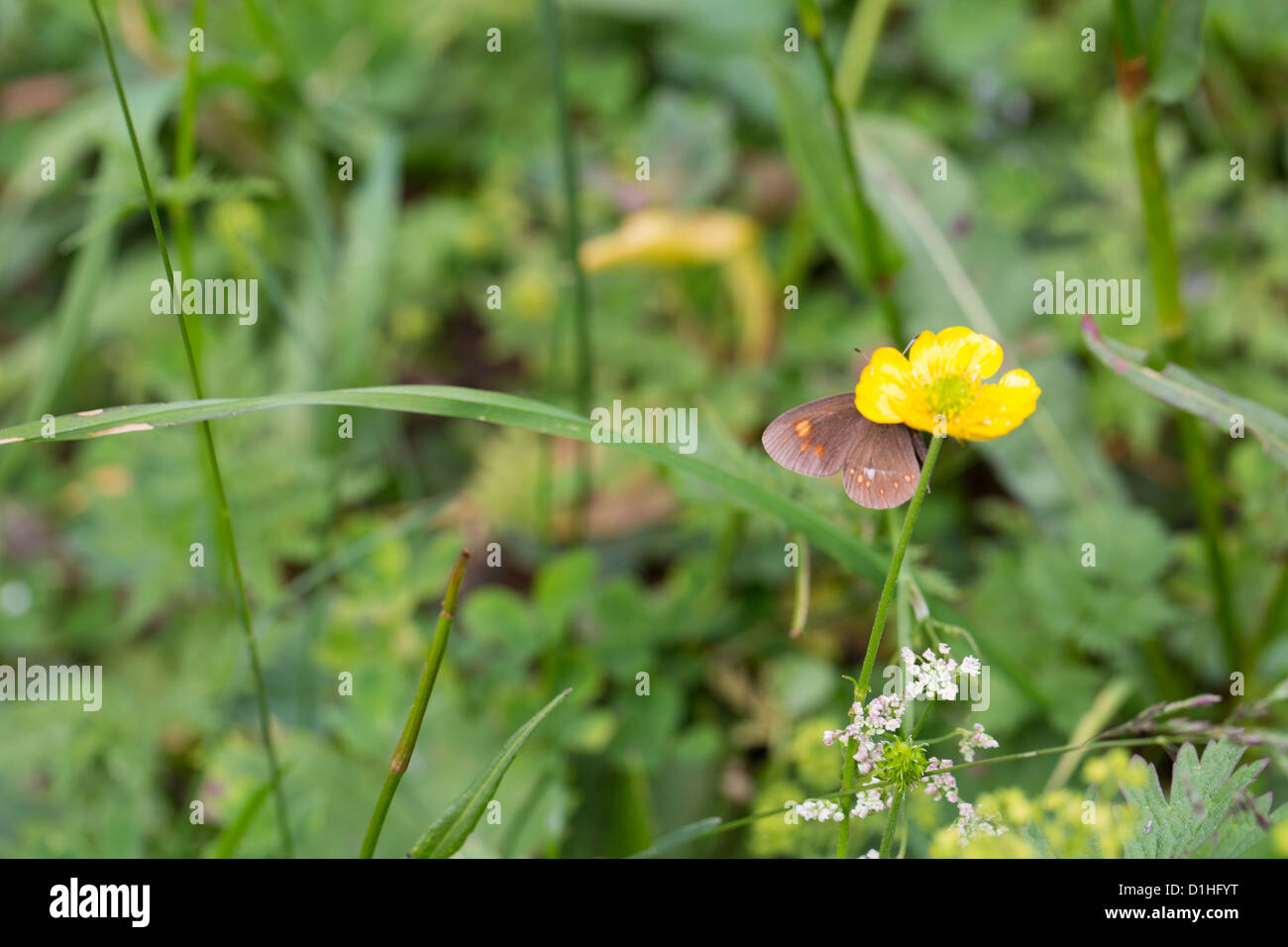 Beautiful flower field on nature Floral design Stock Photo - Alamy