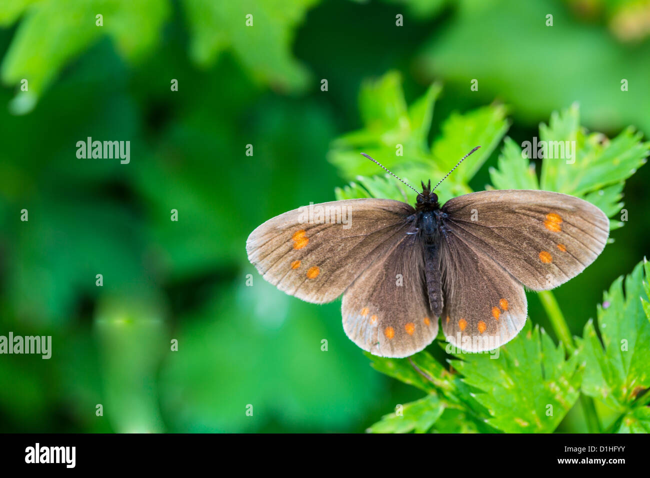 Fauna flora and fauna hi-res stock photography and images - Alamy