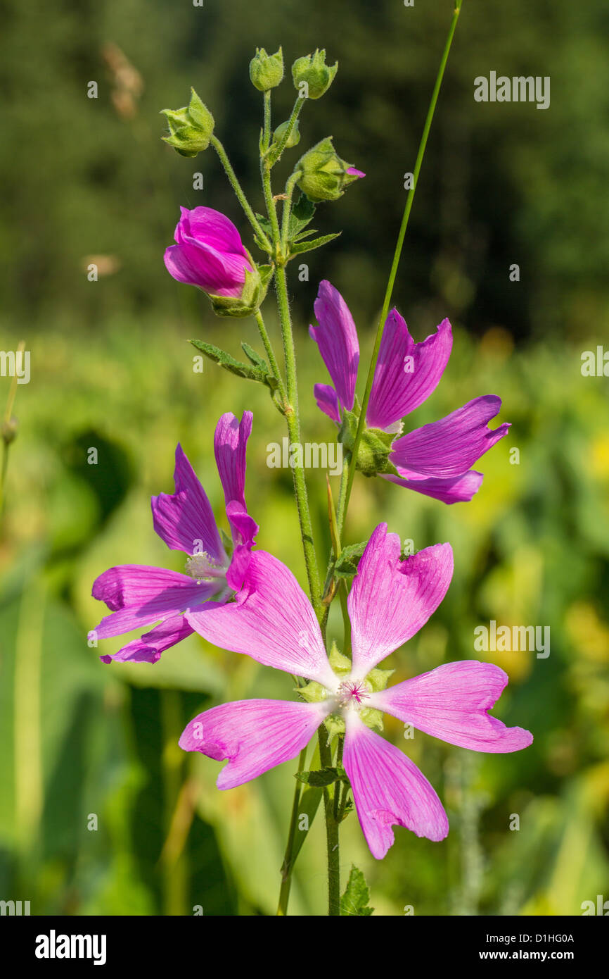 Beautiful flower field on nature Floral design Stock Photo - Alamy