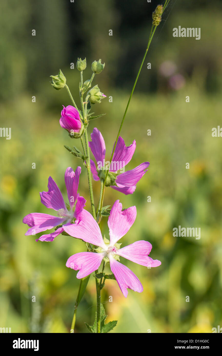Beautiful flower field on nature Floral design Stock Photo - Alamy