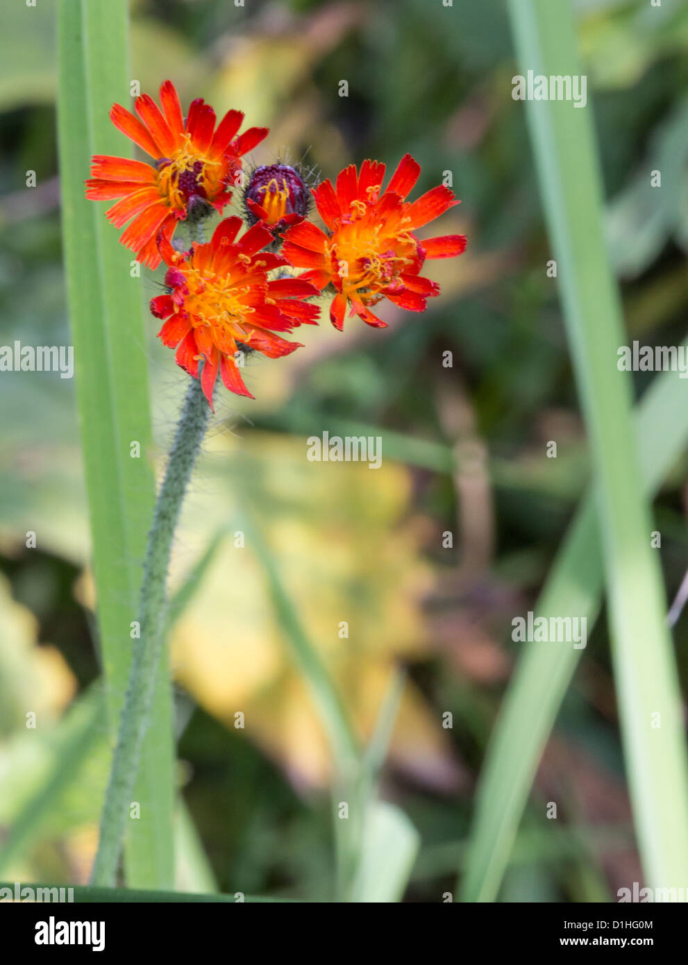 red beautiful flower field on nature on summer Floral design Stock ...