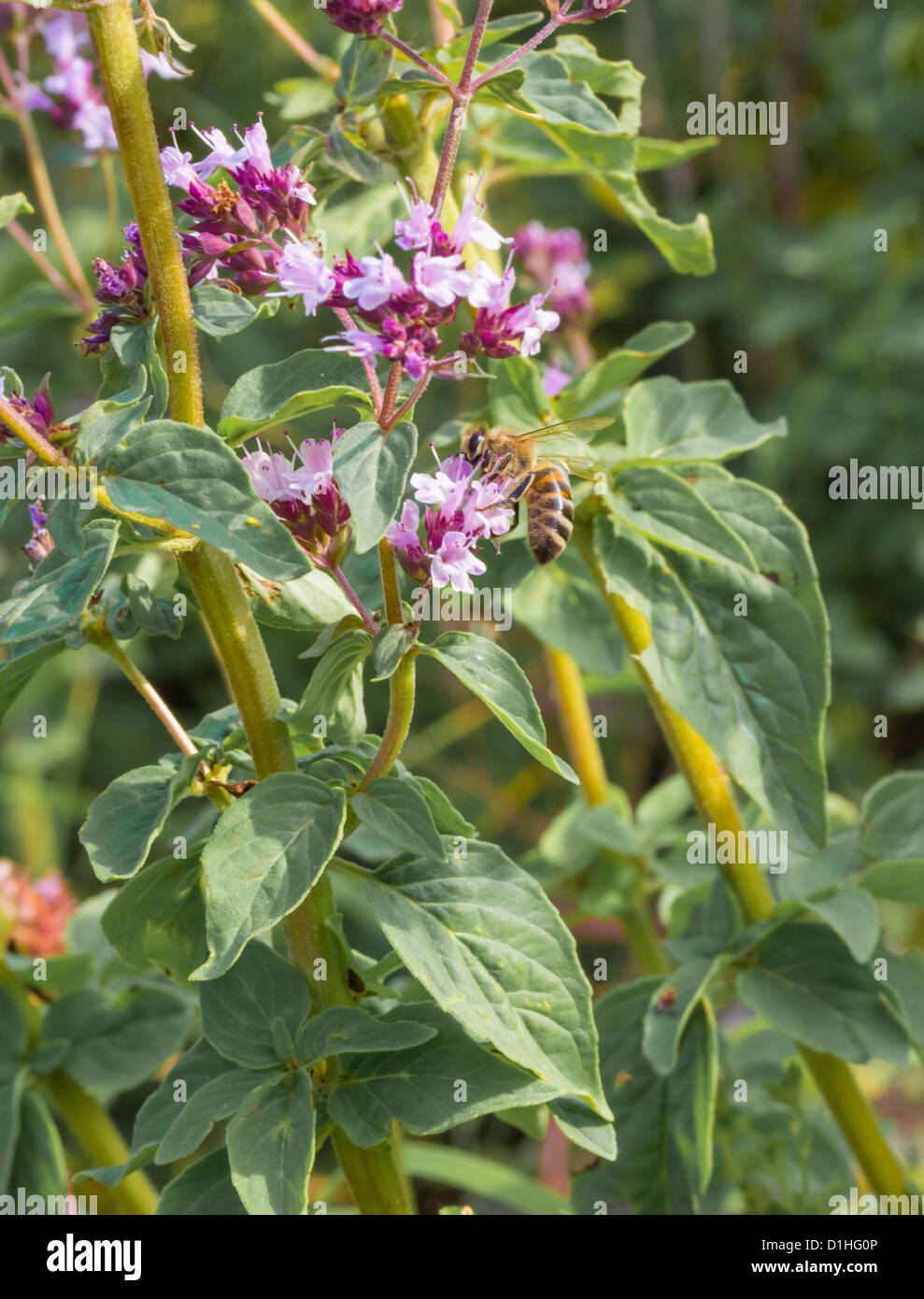 Beautiful flower field on nature Floral design Stock Photo - Alamy