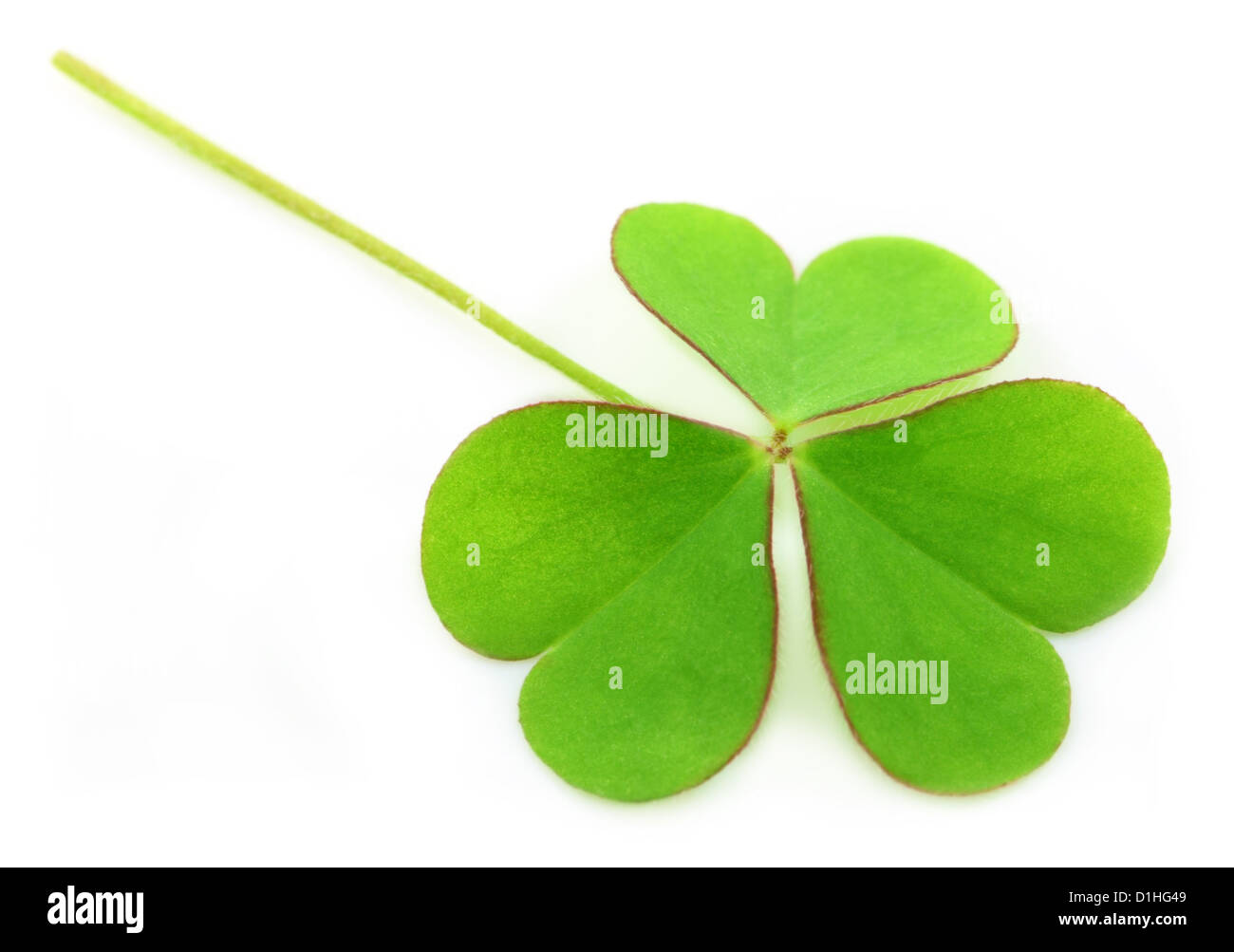Decorative clover leaves over white background Stock Photo - Alamy