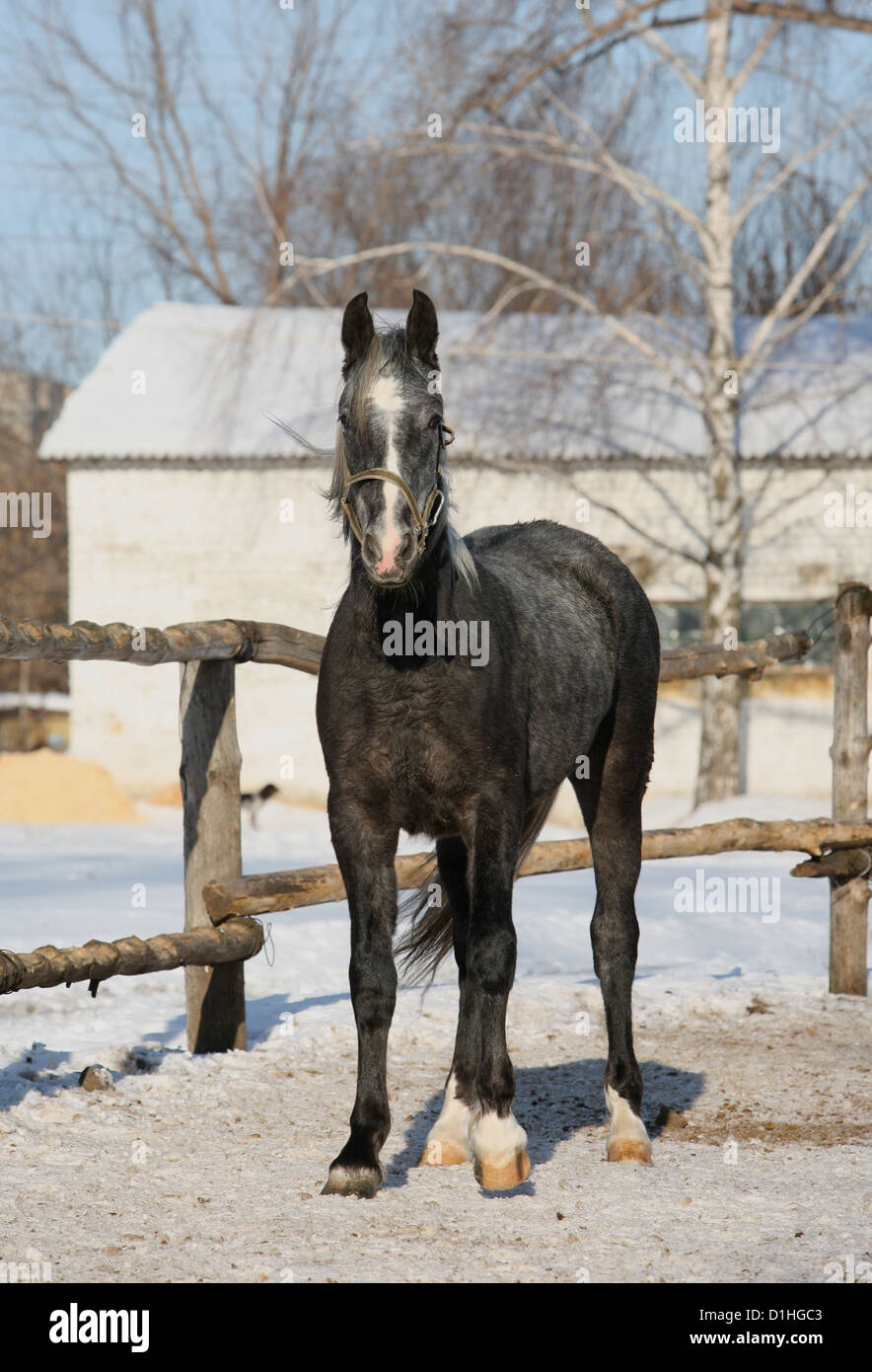 Foal snow hi-res stock photography and images - Alamy