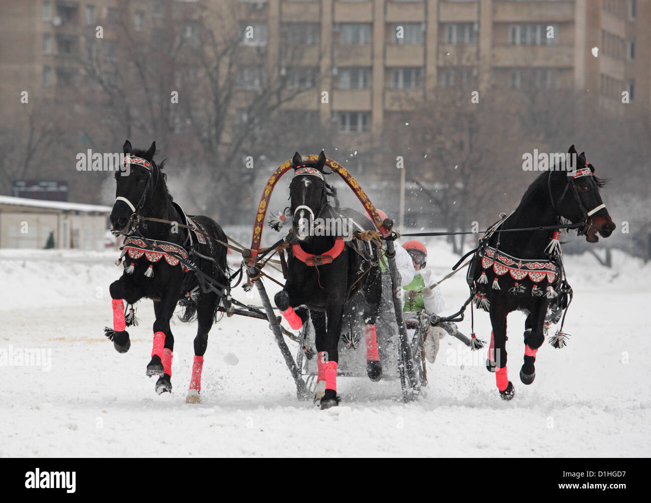 Famous Russian horse trio "troika". Moscow, Russia. Orlov trotter breed ...