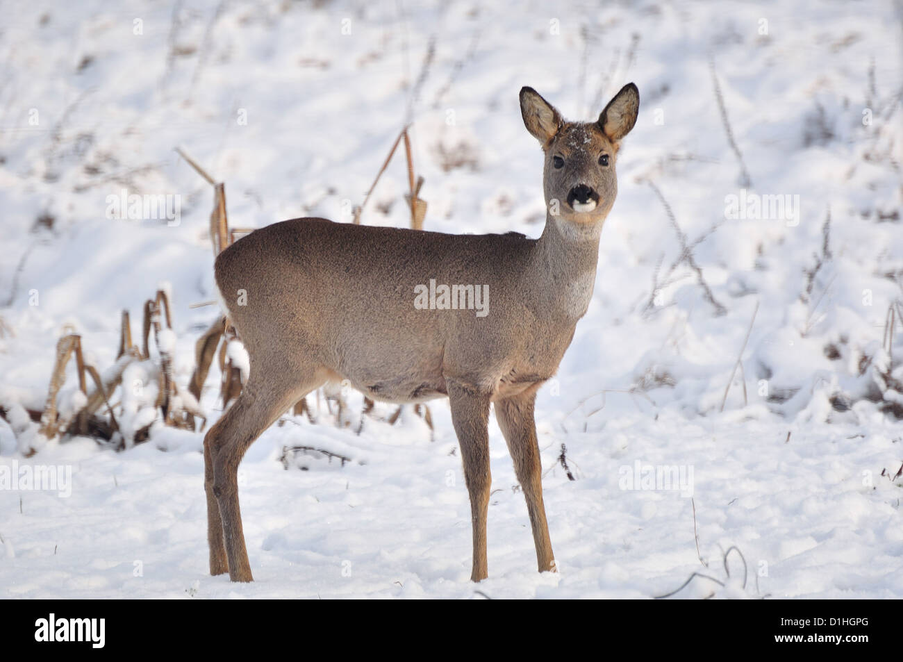 Young roe deer hi-res stock photography and images - Alamy