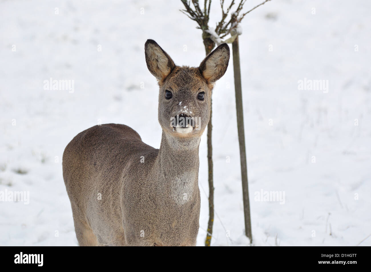 Young roe deer hi-res stock photography and images - Alamy