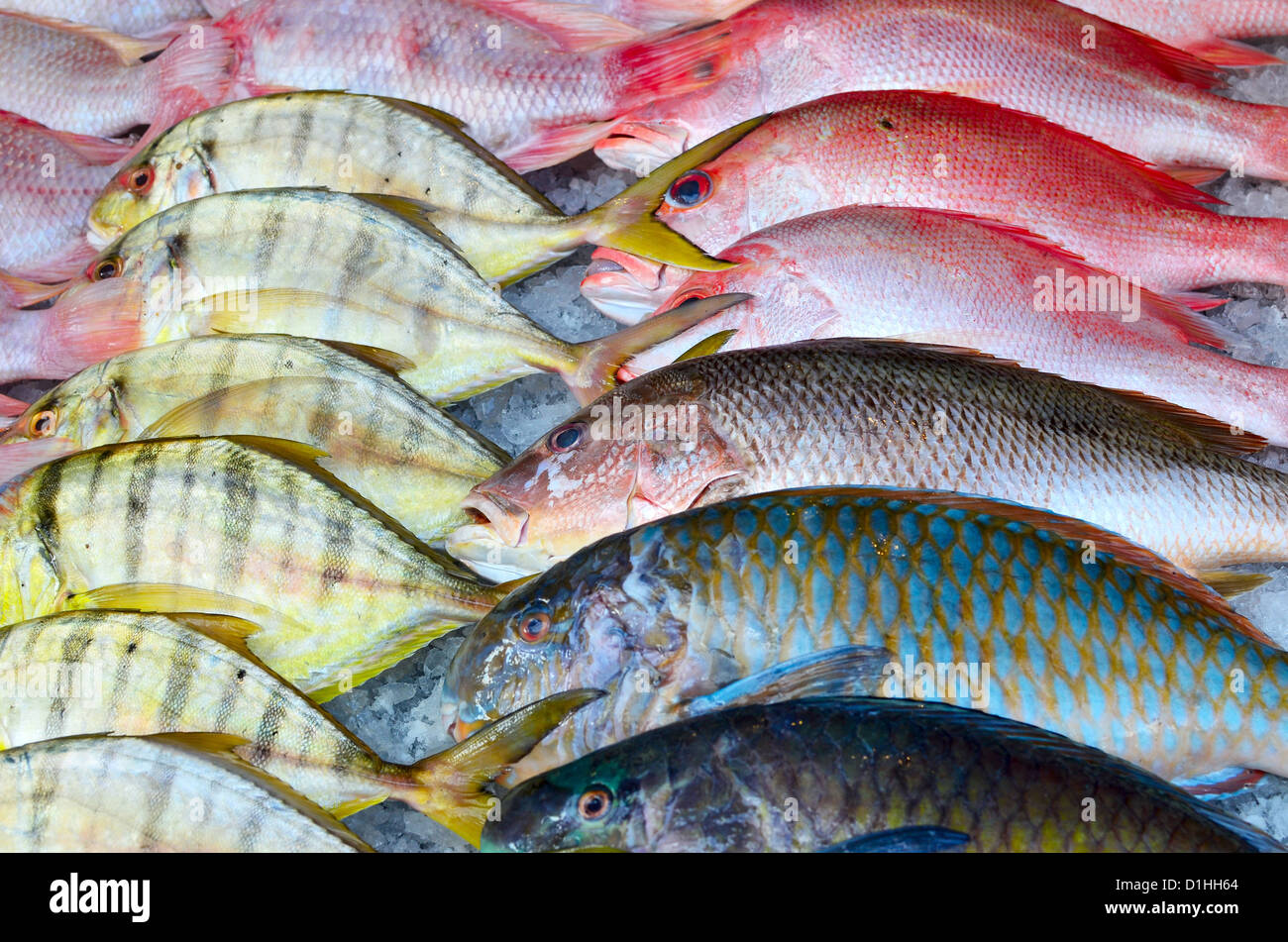 Grouper fish on ice hi-res stock photography and images - Alamy