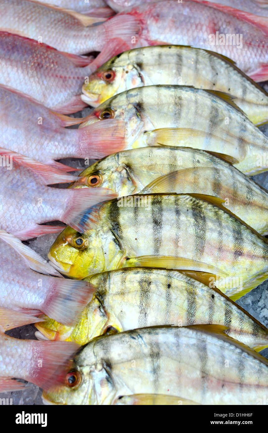 fresh sea fish on ice Stock Photo - Alamy