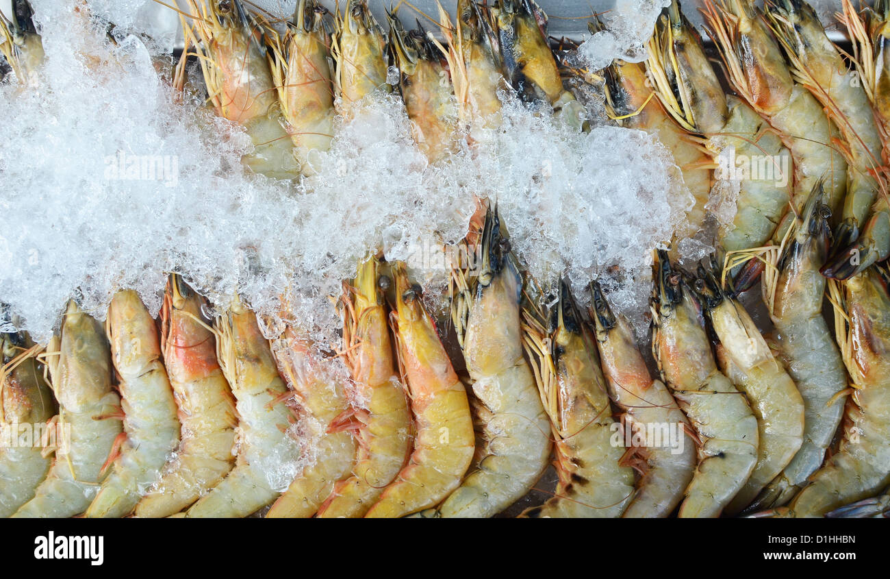 fresh tiger prawn on ice Stock Photo - Alamy