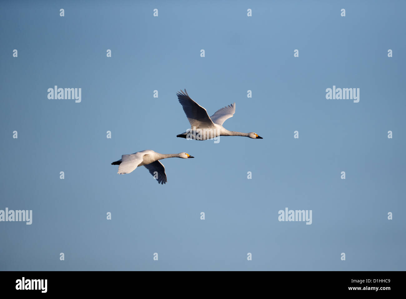Berwick's swan britain hi-res stock photography and images - Alamy