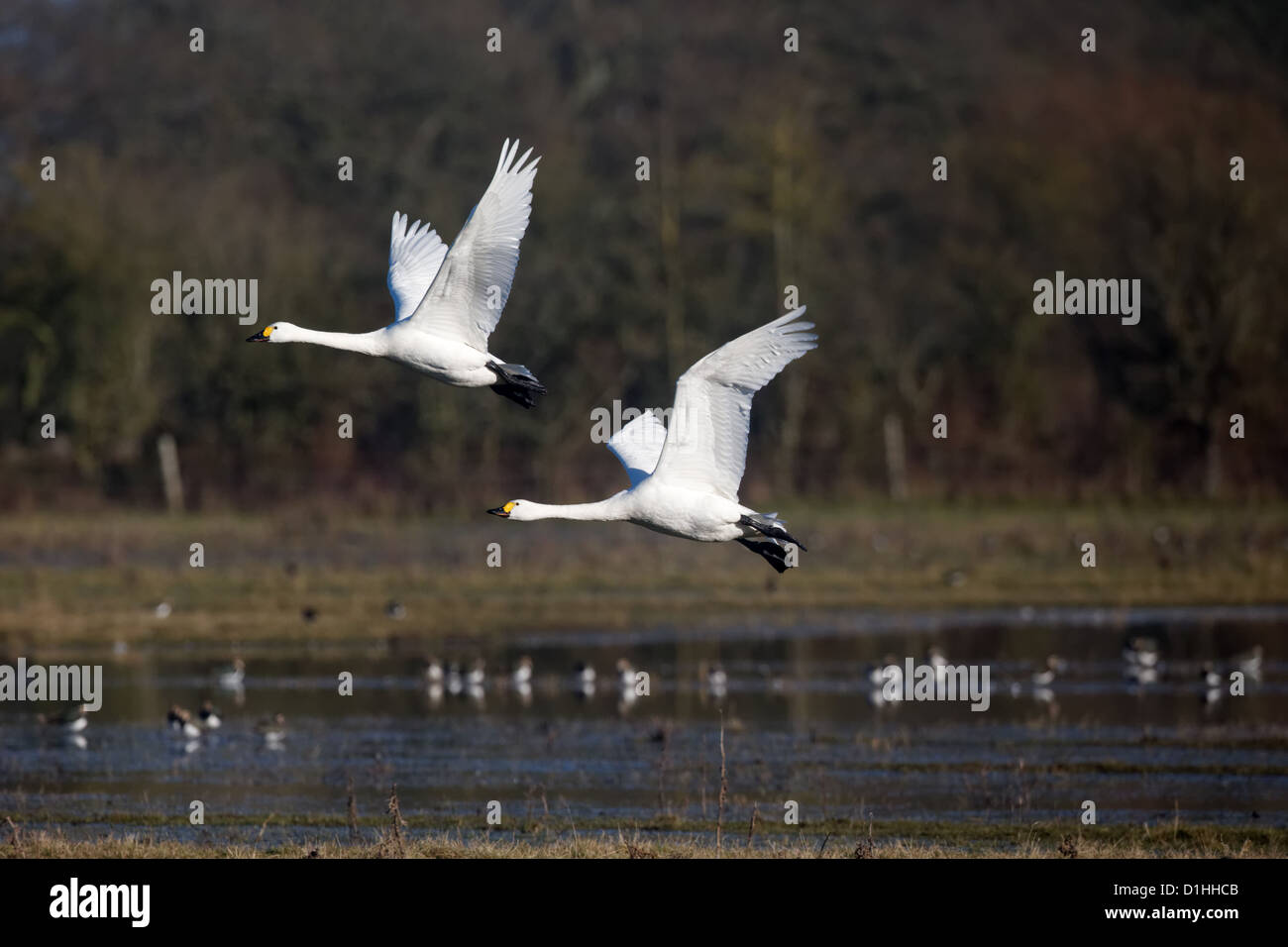 Berwick's swan britain hi-res stock photography and images - Alamy