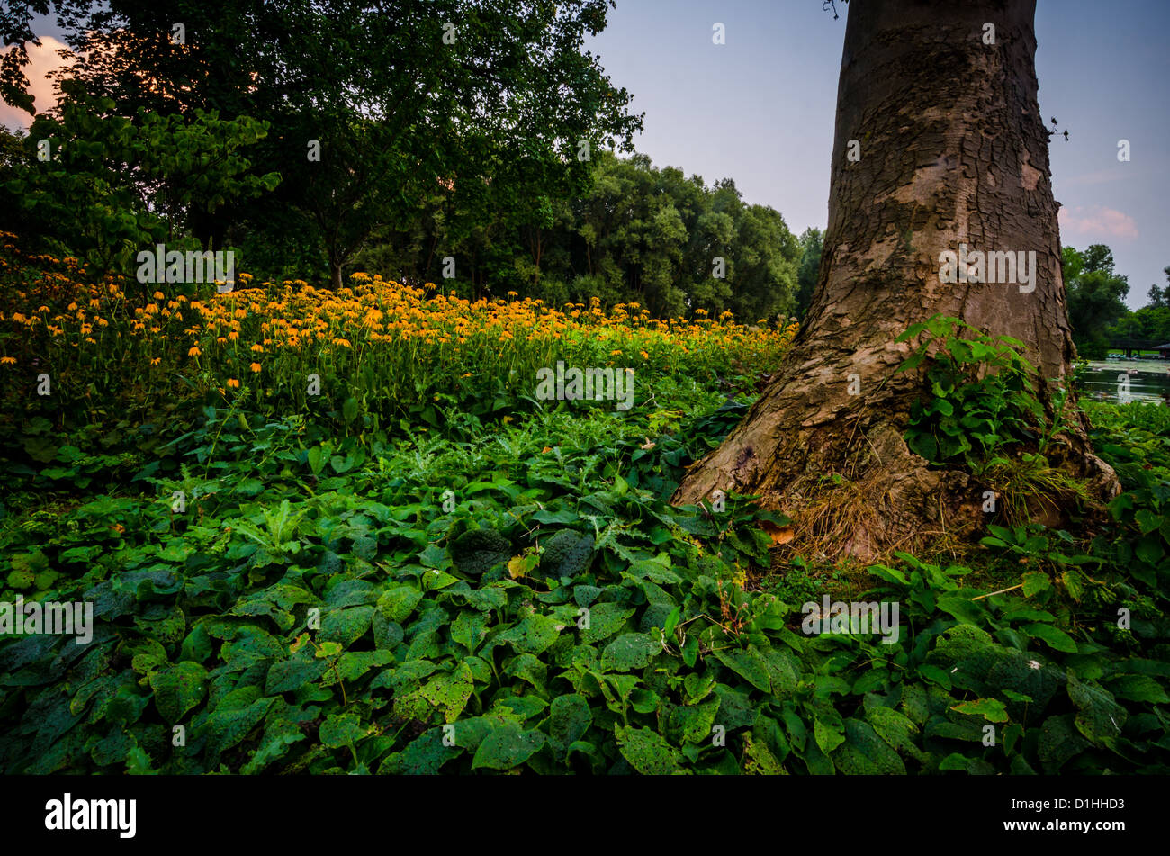 Scene from the Rheinaue Park in Bonn, Germany Stock Photo - Alamy