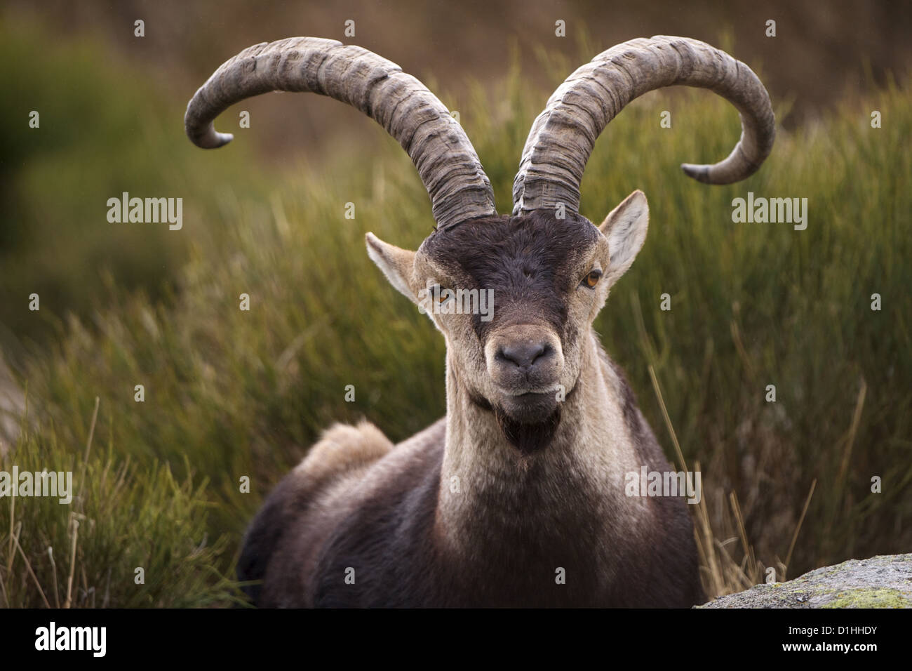 Ibex hi-res stock photography and images - Alamy