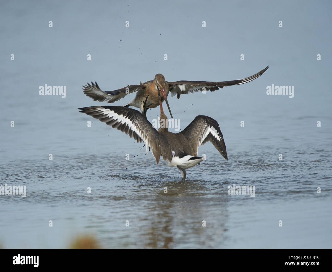 Barred orange tail hi-res stock photography and images - Alamy