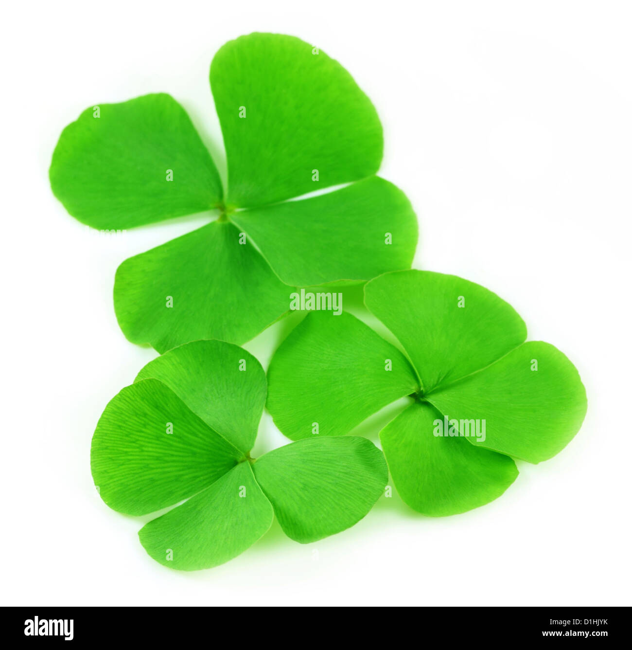 Decorative clover leaves over white background Stock Photo - Alamy