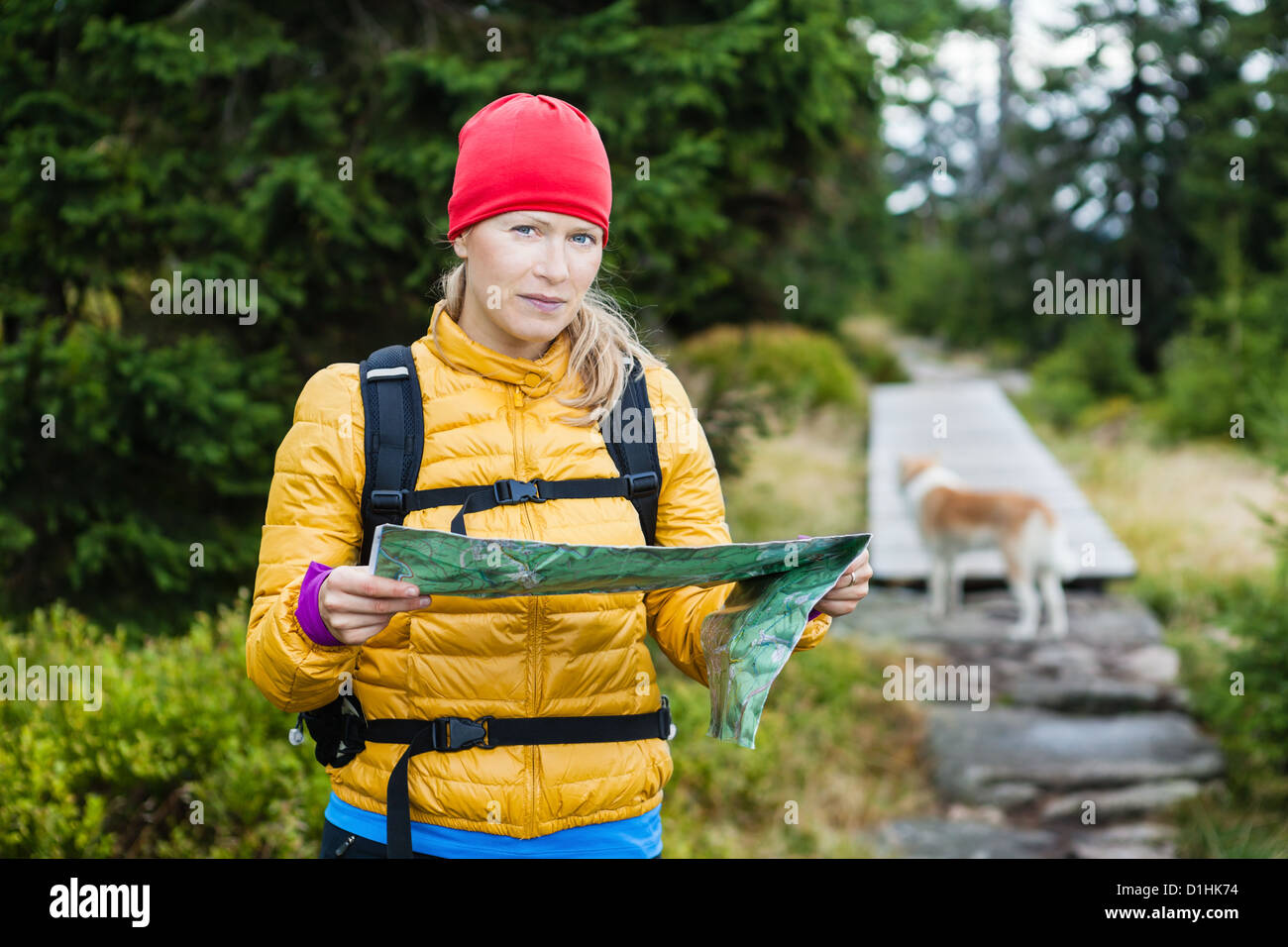 Woman hiking and reading map in forest, hiker with dog, Karkonosze ...