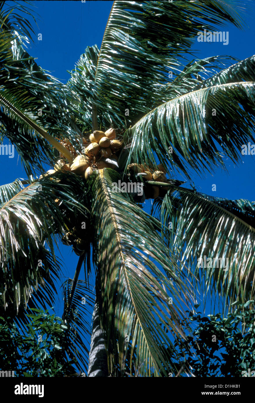 Ripening coconuts on coconut hi-res stock photography and images - Alamy