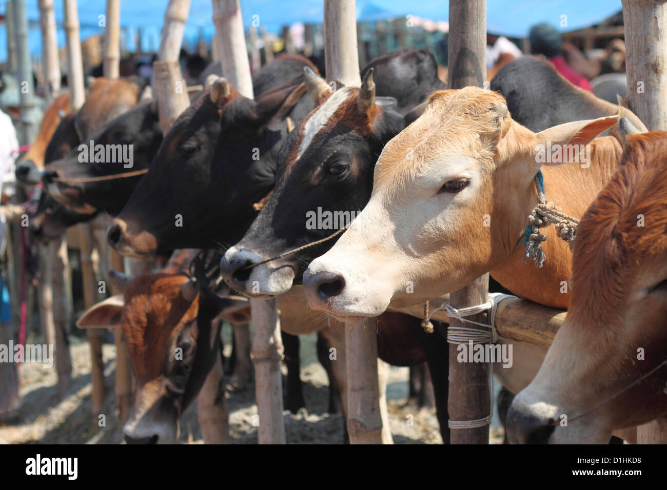 Qurbani Cow Bangladesh