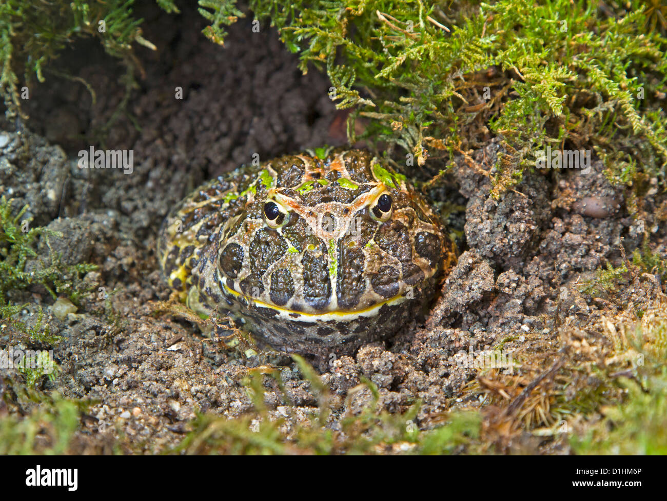 Argentine horned frog / Ceratophrys ornata Stock Photo - Alamy