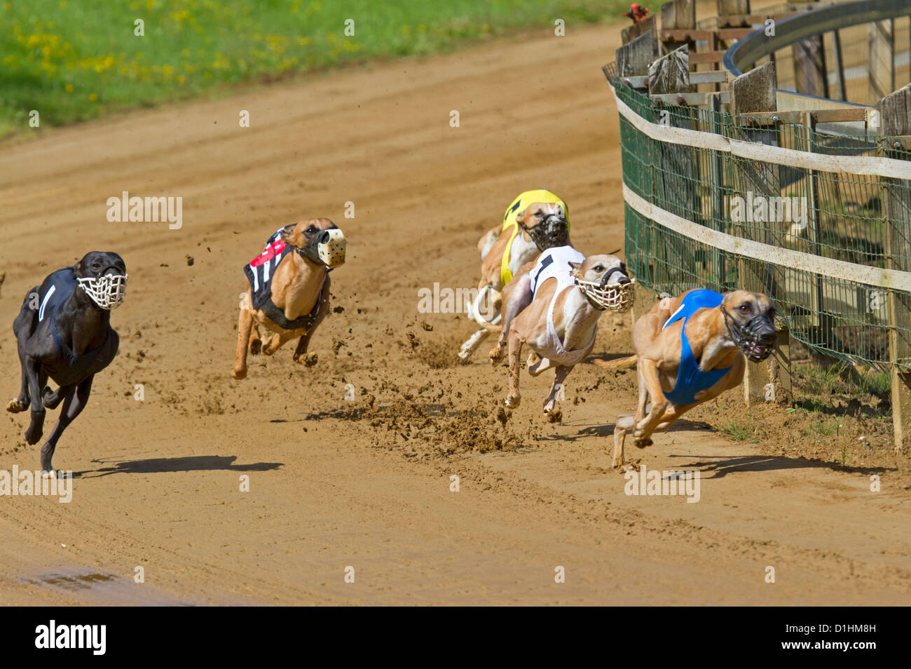 Sighthound racing hi-res stock photography and images - Alamy