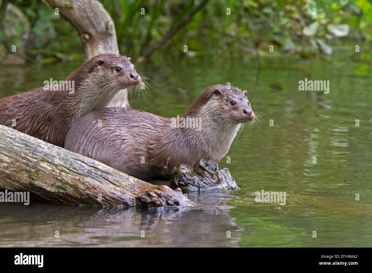 European otter / Lutra lutra Stock Photo - Alamy