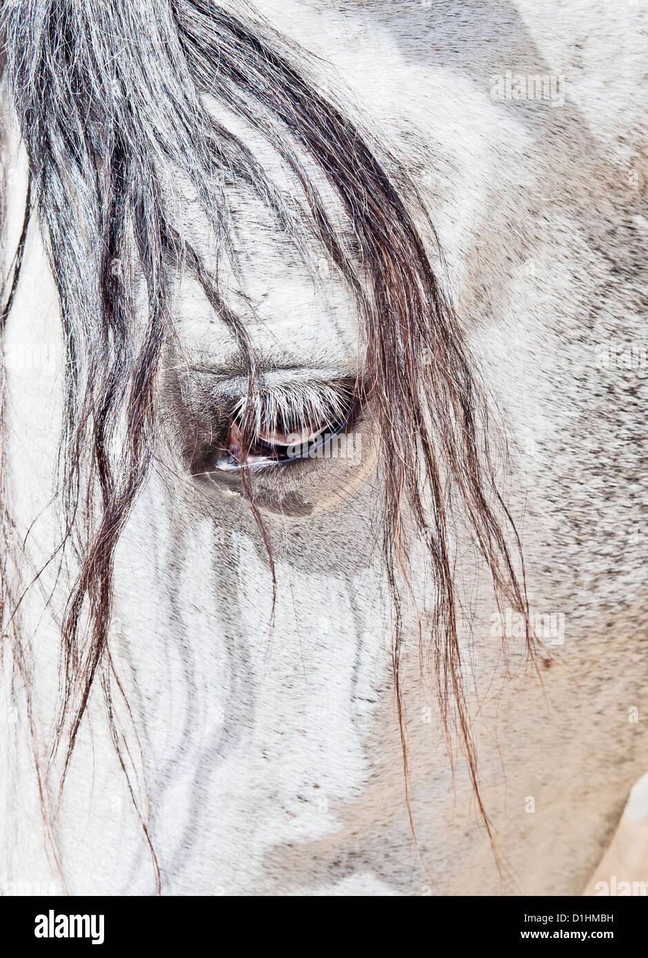 The white mare hi-res stock photography and images - Alamy