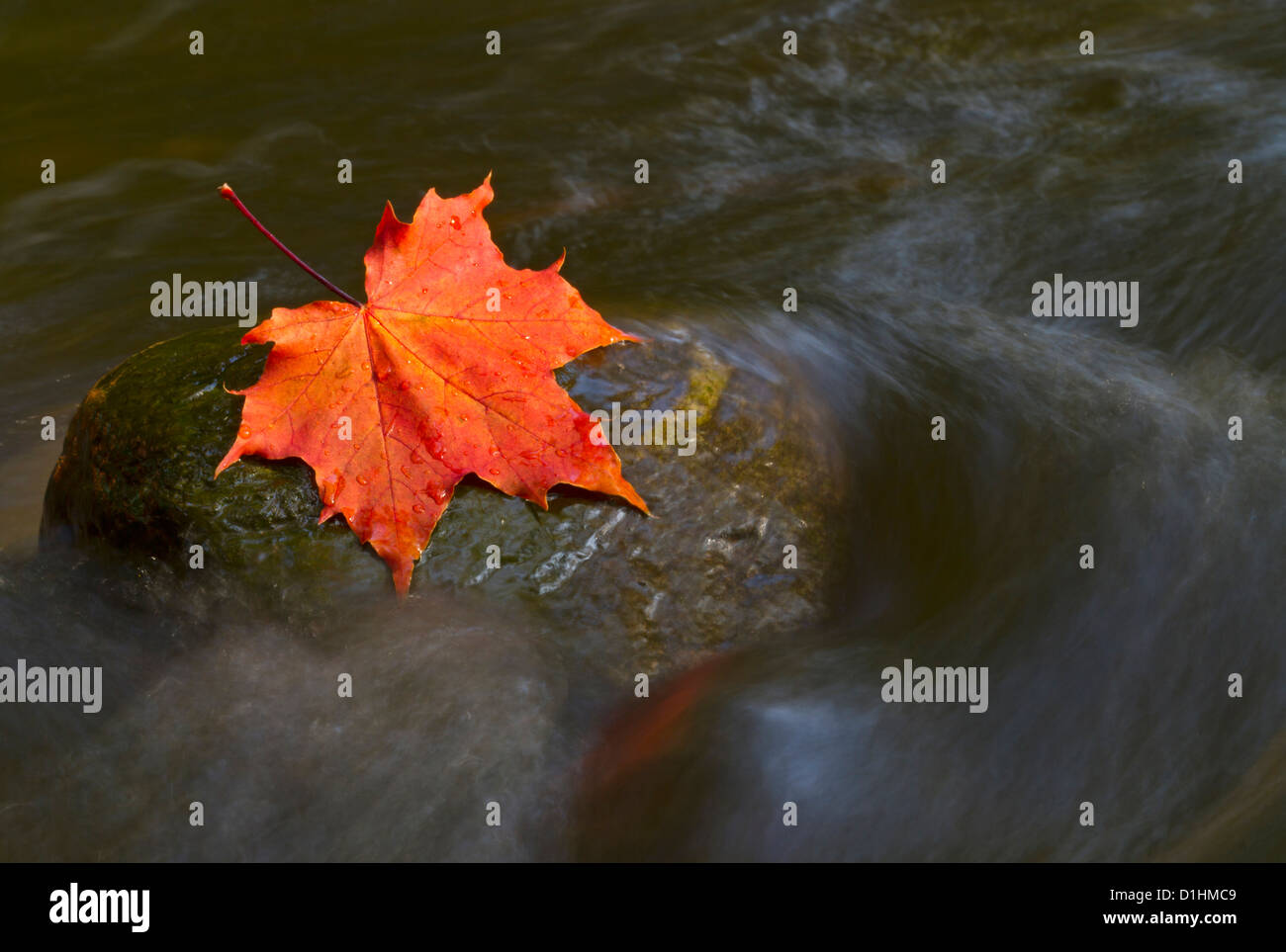 Stream course hi-res stock photography and images - Alamy
