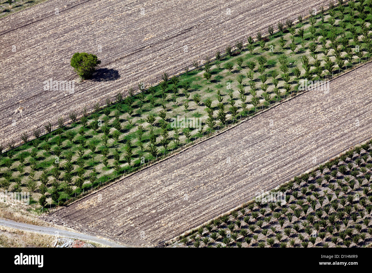 Aerial view, tree on field Stock Photo - Alamy