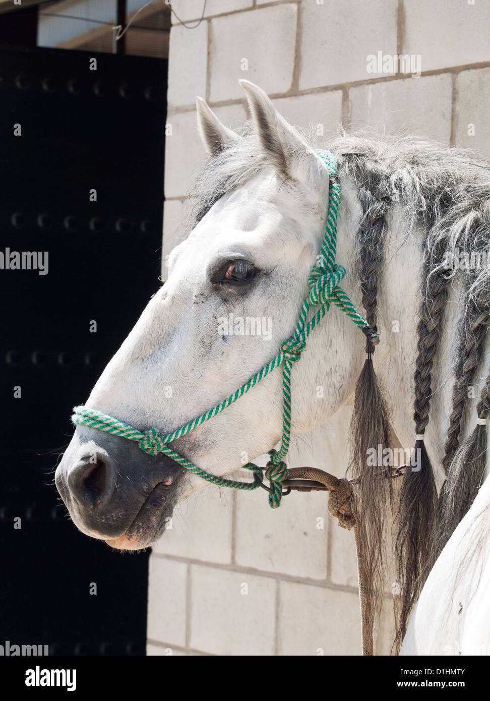 Andalusian horse portrait hi-res stock photography and images - Alamy