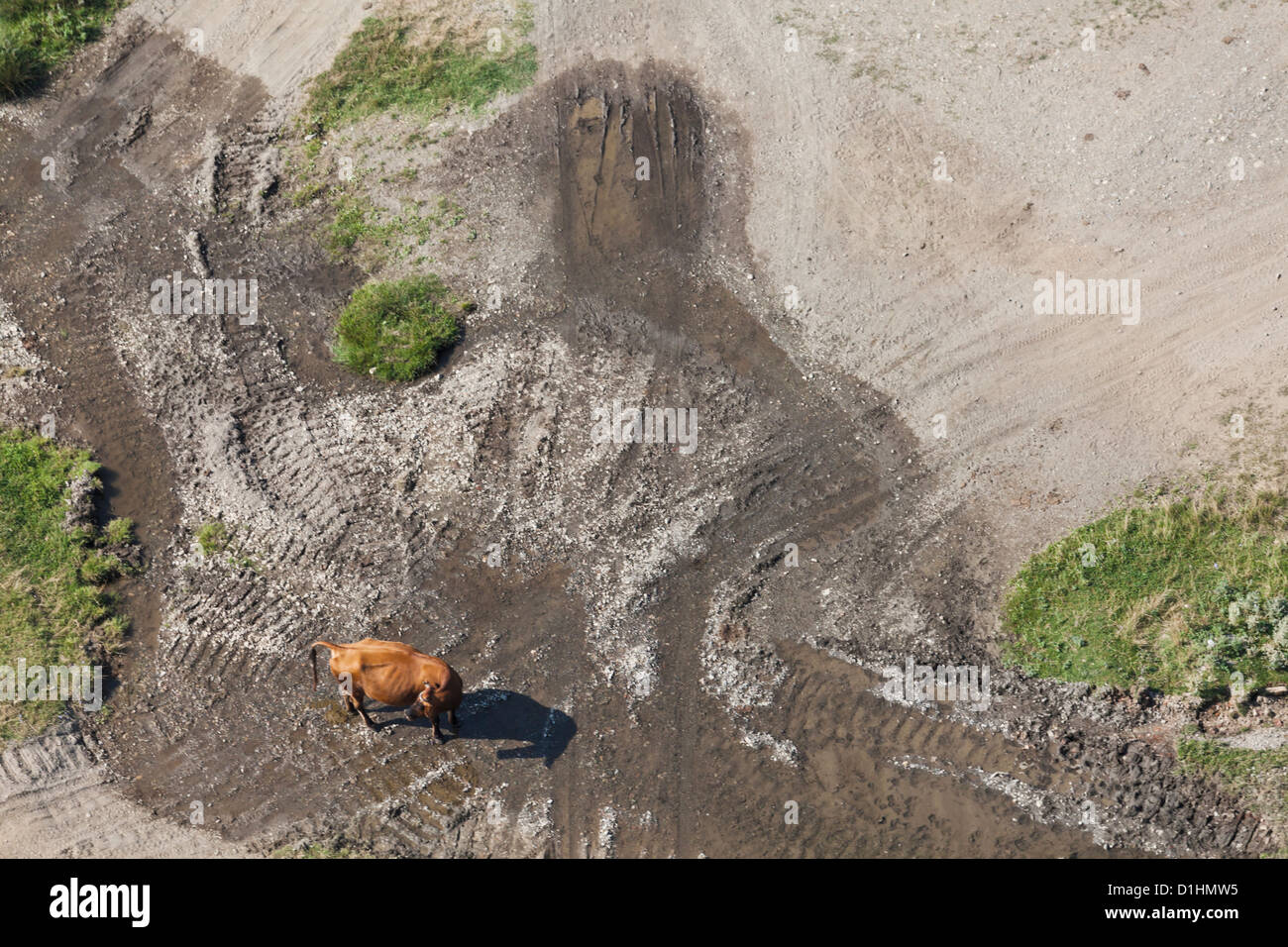 Aerial view, cow Stock Photo - Alamy