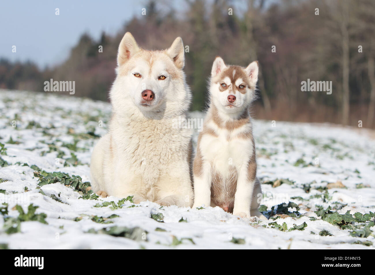 Dog Siberian Husky adult and puppy lying down in snow Stock Photo - Alamy