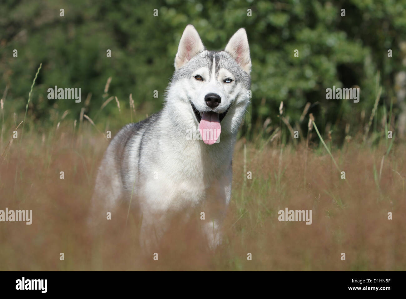 Dog Siberian Husky gray and white young portrait wall eyes standing ...