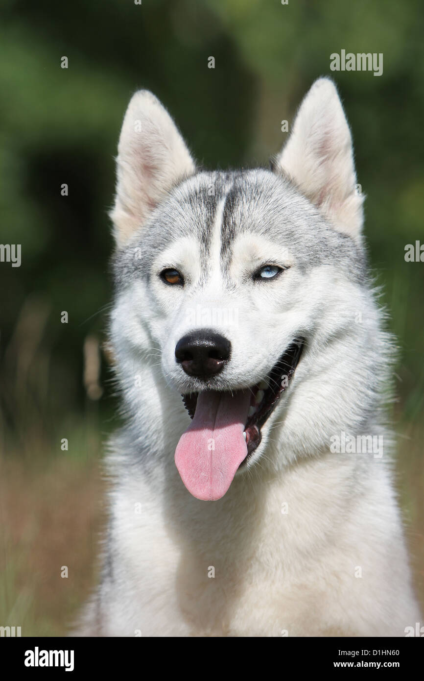 Dog Siberian Husky gray and white young portrait wall eyes Stock Photo ...
