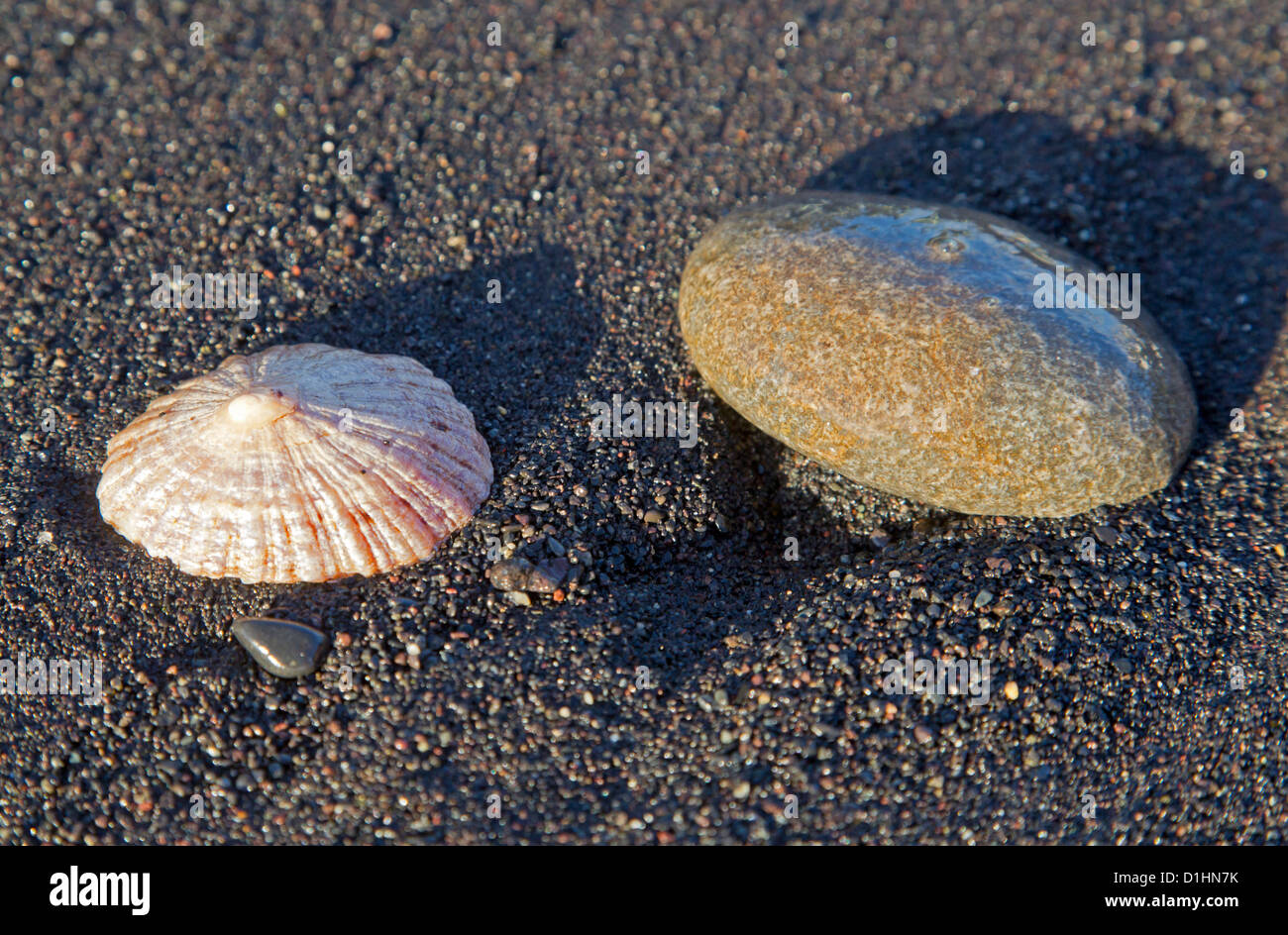 Caracol de mar hi-res stock photography and images - Alamy