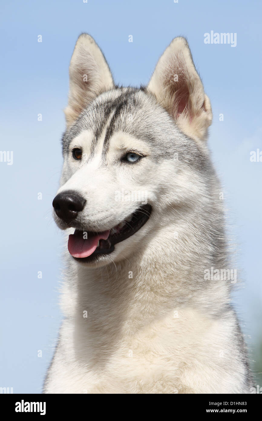 Dog Siberian Husky gray and white young portrait wall eyes Stock Photo ...
